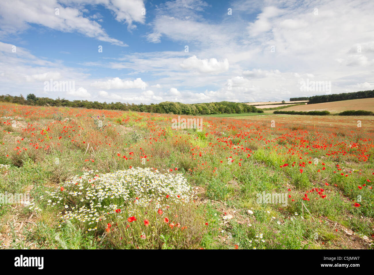 Poppy field near Burnham Market, Norfolk Stock Photo - Alamy