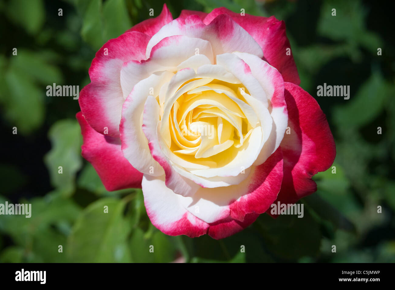 Garden rose. Flower. Double Delight Stock Photo - Alamy