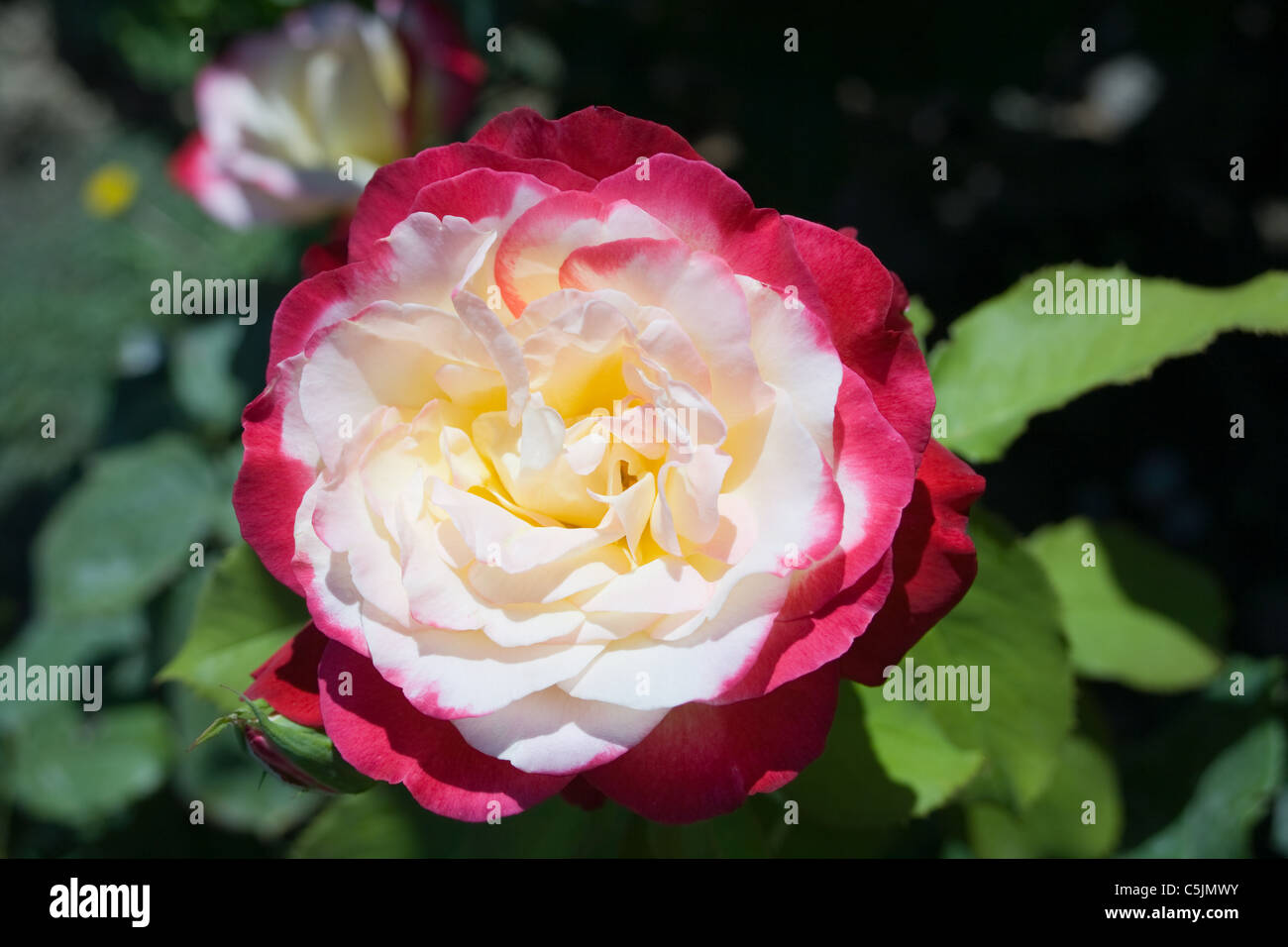 Garden rose. Flower with a bud. Double Delight Stock Photo - Alamy