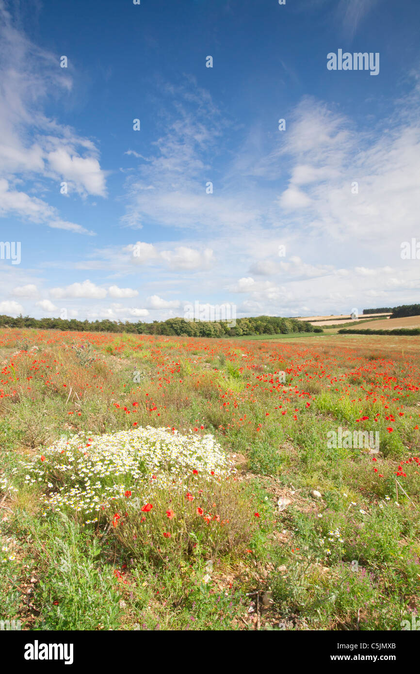 Poppy field near Burnham Market, Norfolk Stock Photo - Alamy