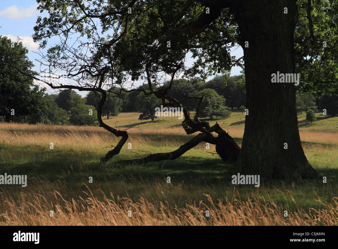 Gnarled tree branch hi-res stock photography and images - Alamy