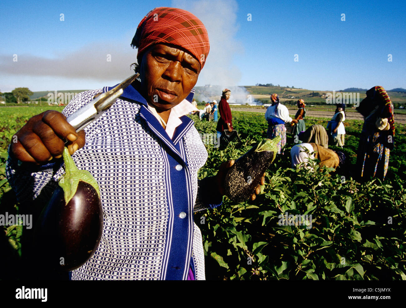 Woman farm worker harvesting eggplants near Stellenbosch, Western Cape ...