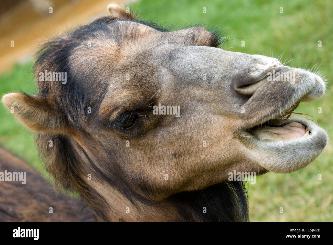 A Camel at a show in Oxfordshire England Camelus Stock Photo - Alamy