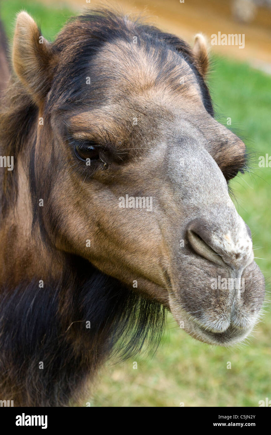 Camel's Nose Stock Photos & Camel's Nose Stock Images - Alamy