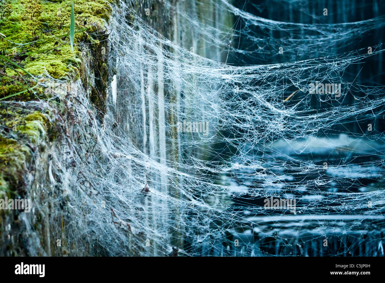 Dewdrop in spider web over water Stock Photo - Alamy