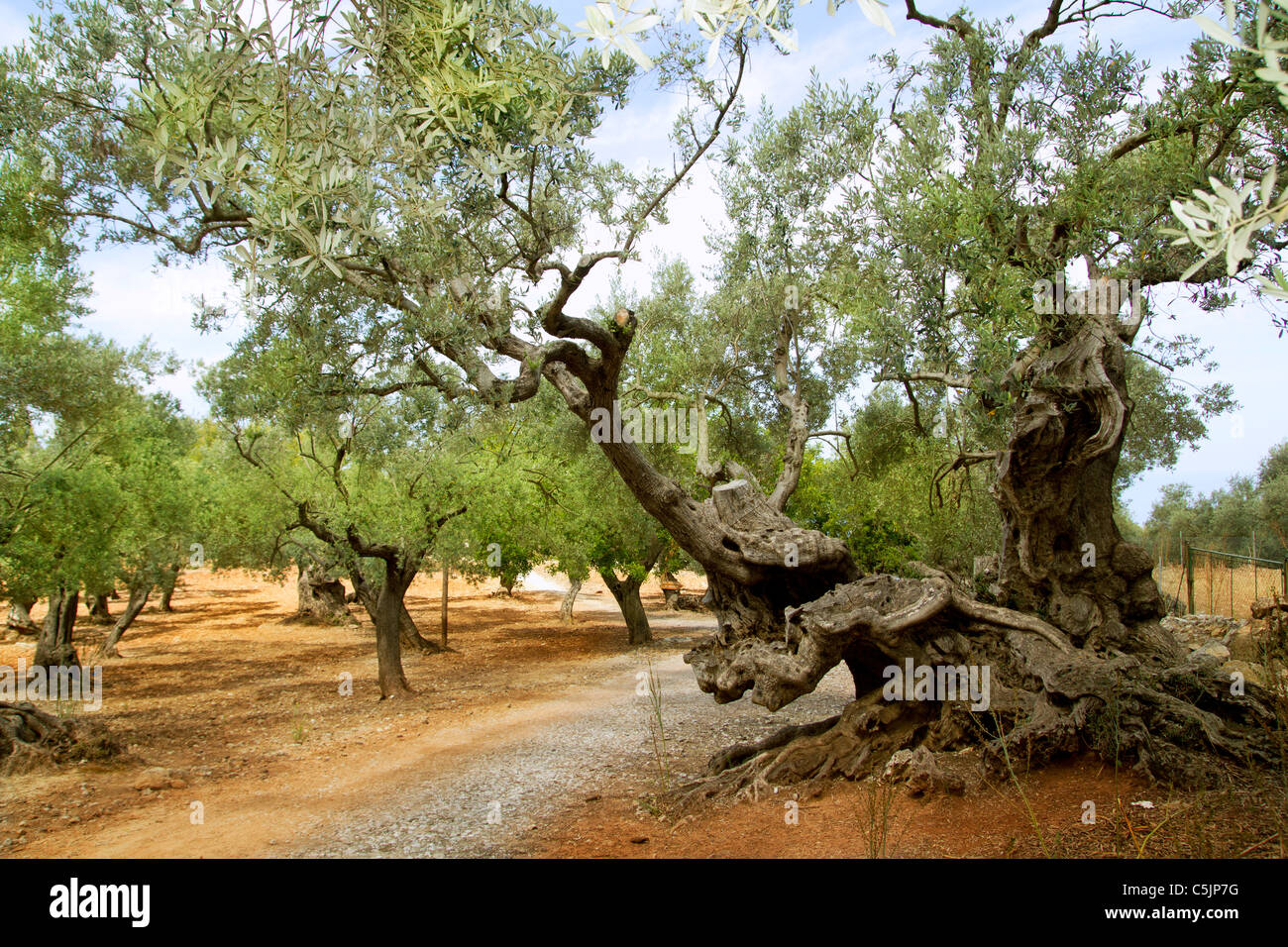 centennial olive trees from Mediterranean Mallorca island in Spain ...