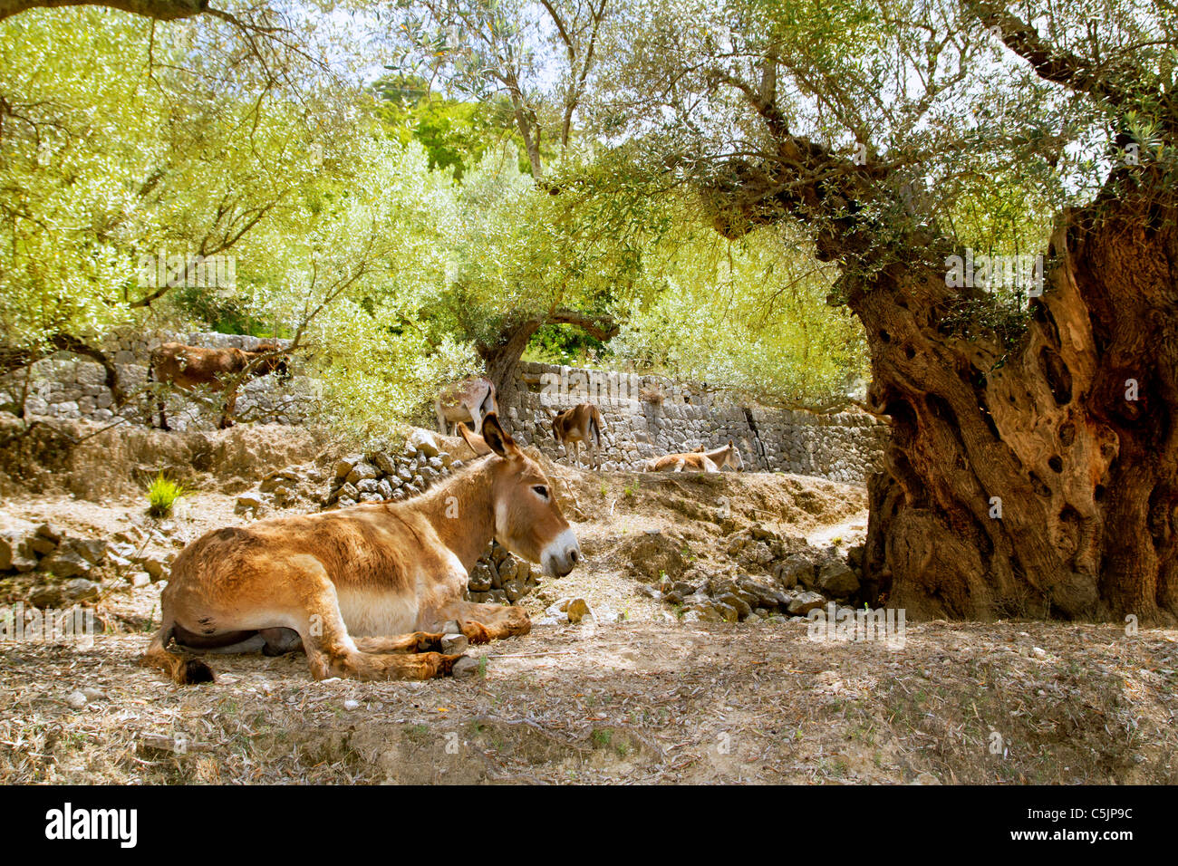 Donkey mule sitting in Mediterranean olive tree shade in Mallorca ...