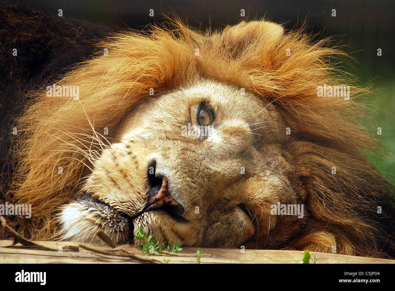 Alpha Male Lion
