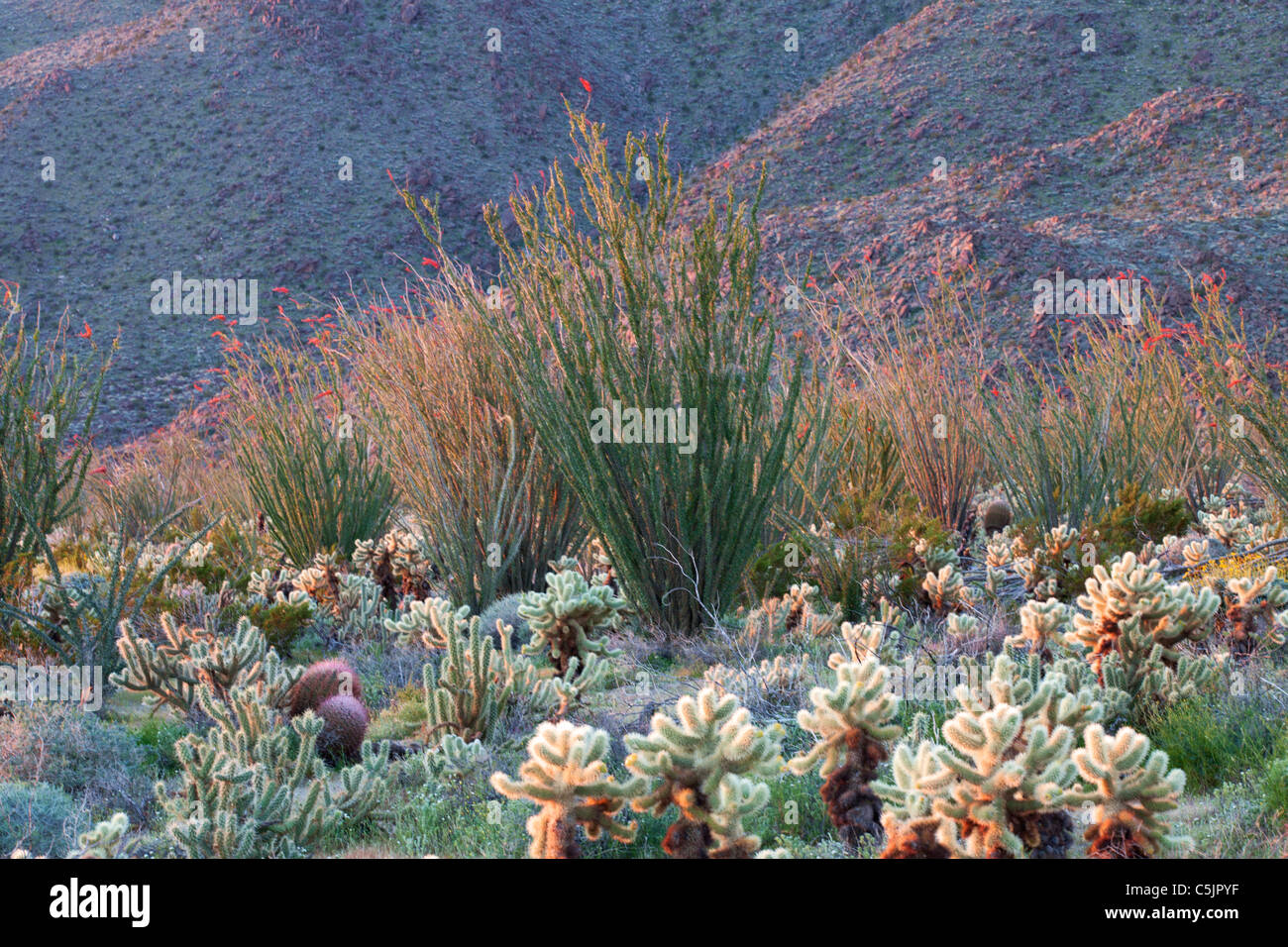 Desert landscape, Anza-Borrego Desert State Park, California Stock ...