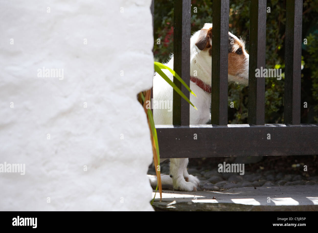 Dog behind gate hi-res stock photography and images - Alamy