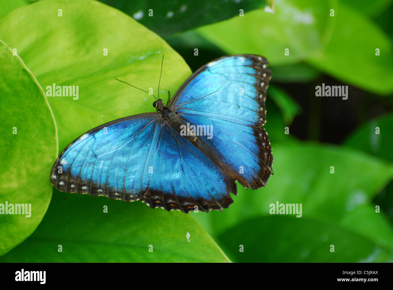 Blue butterfly and leaf hi-res stock photography and images - Alamy