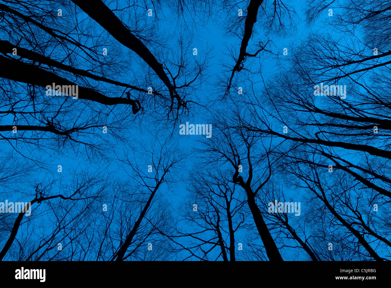 trees shot at night long exposure Stock Photo - Alamy