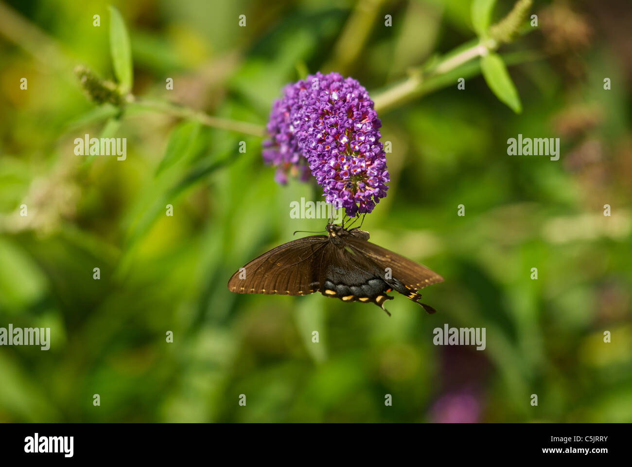 Female swallowtail hi-res stock photography and images - Alamy