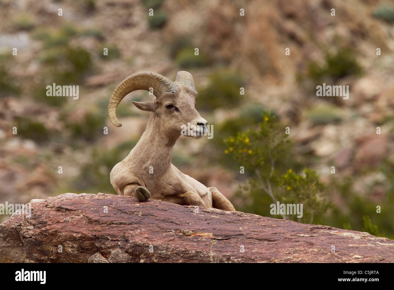 Desert bighorn sheep ram hi-res stock photography and images - Alamy
