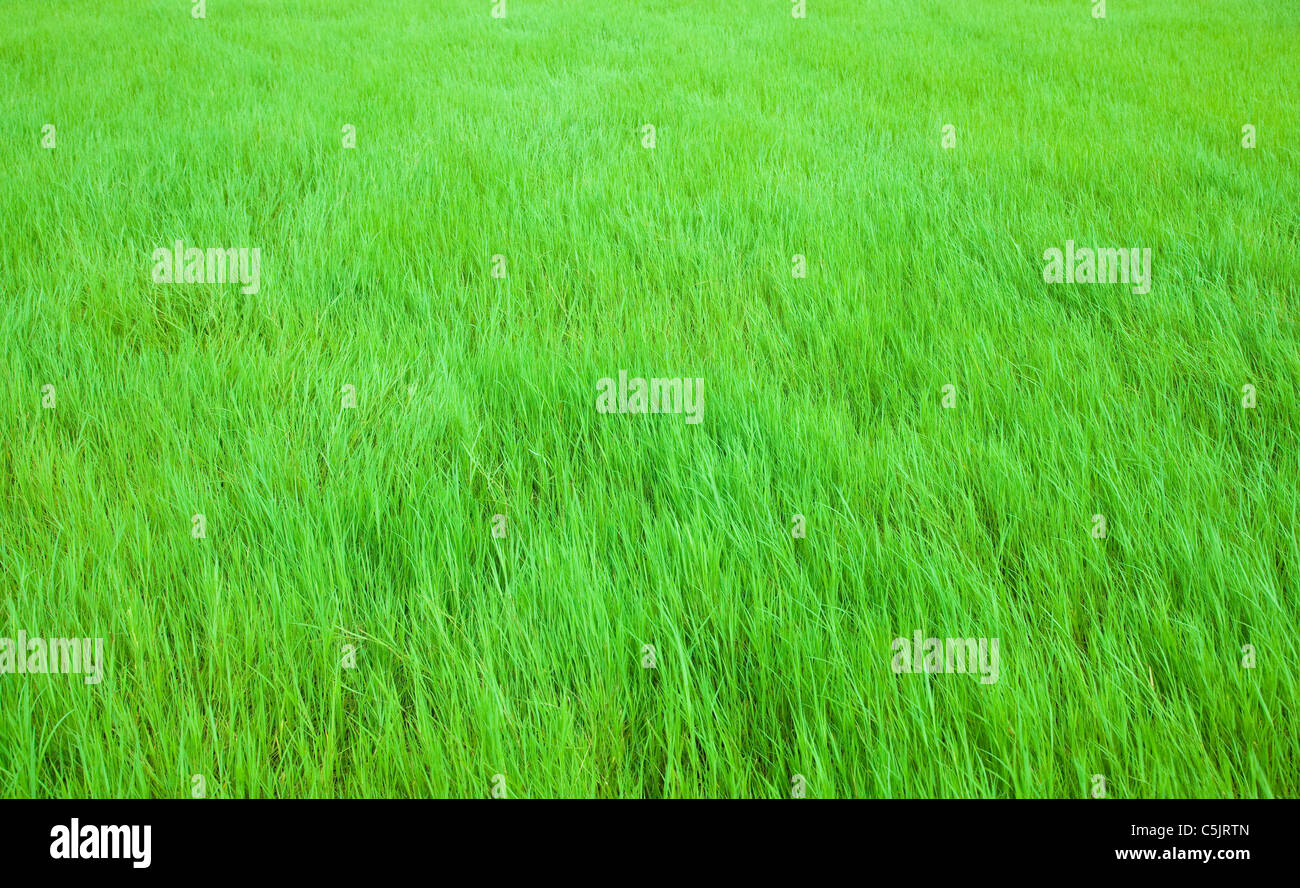 Soft green hi-res stock photography and images - Alamy