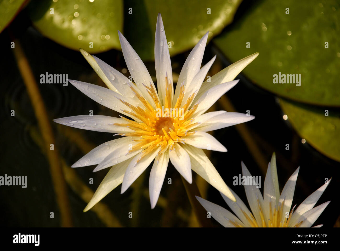 flowers of Egypt taken in different places in the country Stock Photo ...