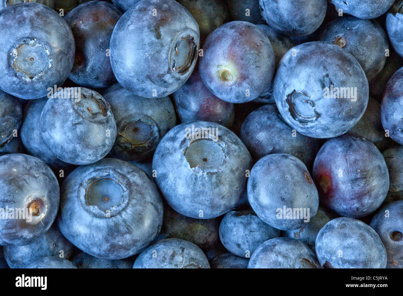 Blueberries berry blue ripe field hi-res stock photography and images ...