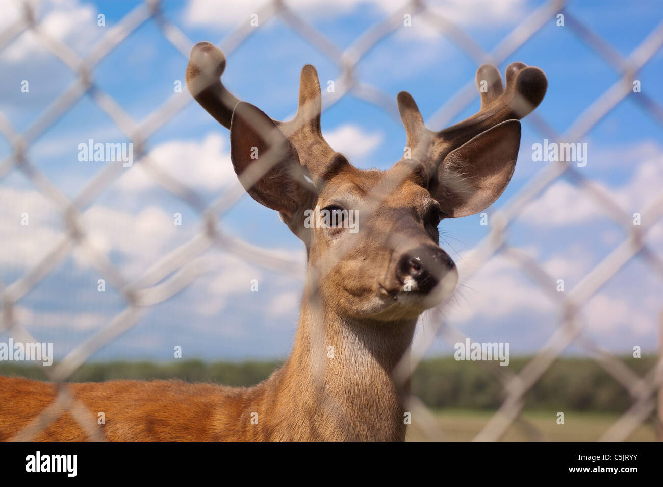 A young white-tailed buck held captive by chain link fencing Stock ...