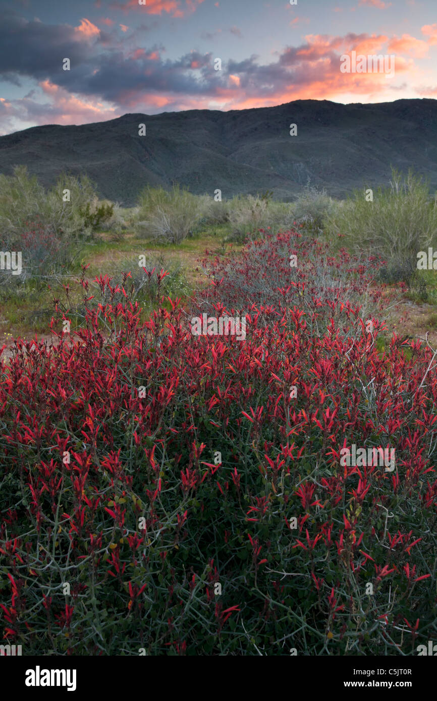 Chuparosa or Hummingbird Bush wildflowers in Anza-Borrego Desert State ...