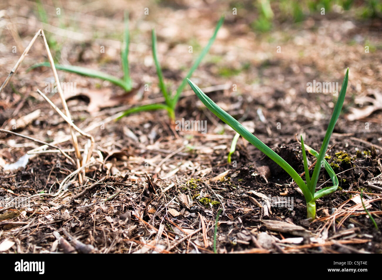 Garlic Growing Garden Stock Photos & Garlic Growing Garden Stock Images ...