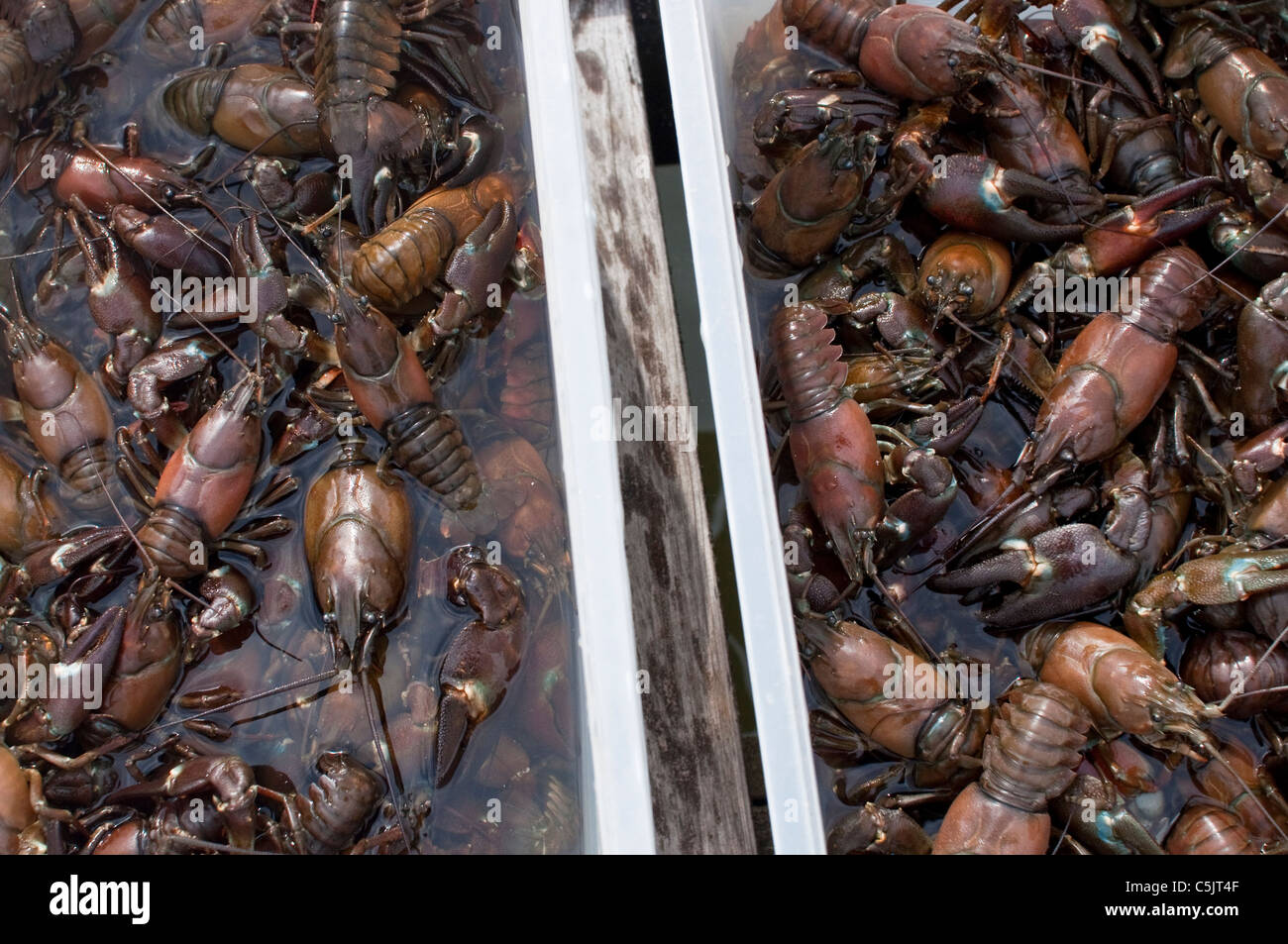 Crayfish hi-res stock photography and images - Alamy