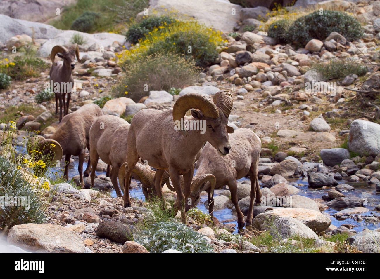 Peninsular Desert Bighorn Sheep, Anza-Borrego Desert State Park ...