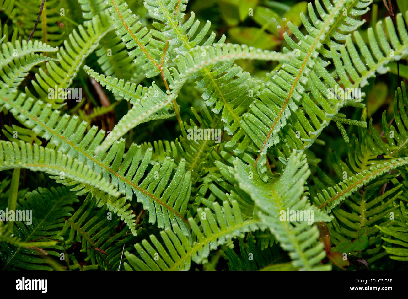 Is a fern with beautiful hi-res stock photography and images - Alamy