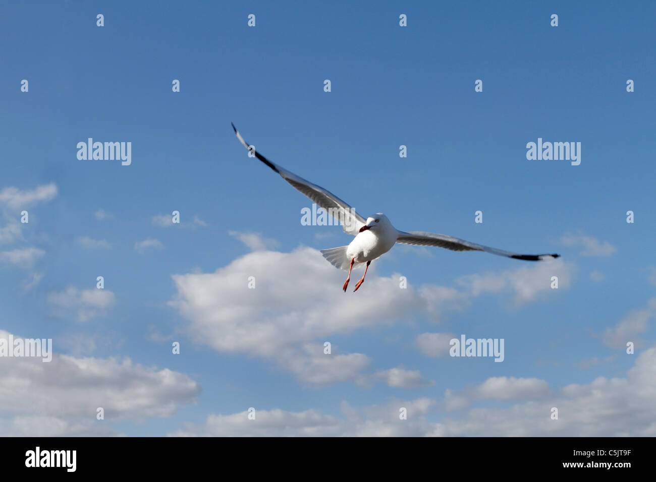 Seagull in flight Stock Photo - Alamy