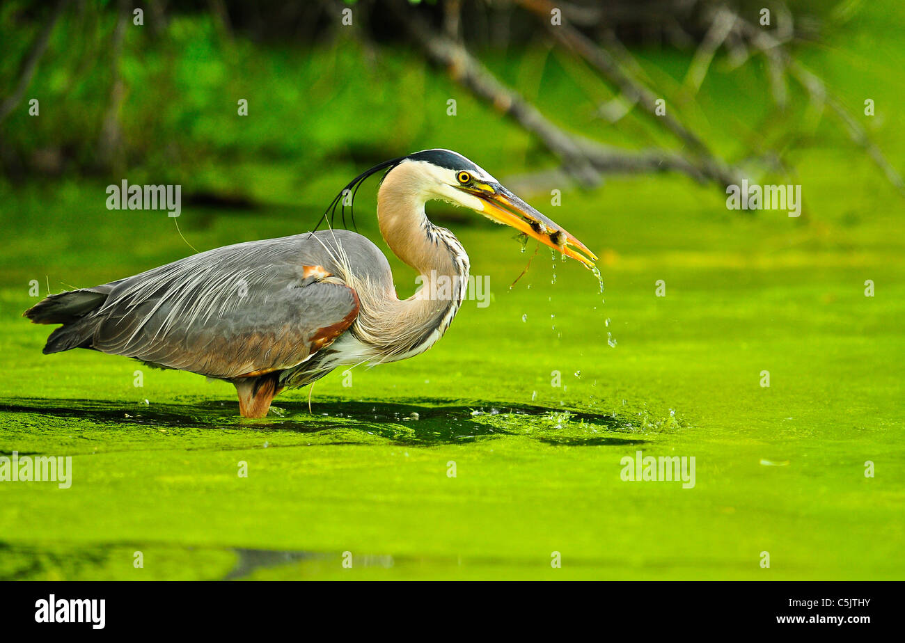 "Kill two birds with one stone" - Heron caught two fish Stock Photo - Alamy