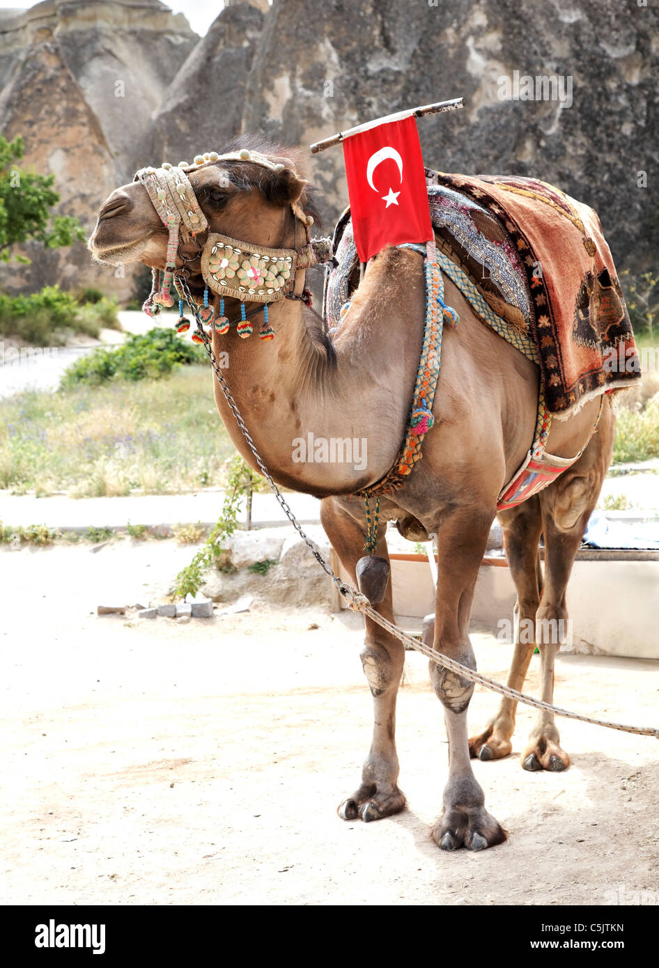 Saddled up camel with Turkish flag and decorations with kori belts and ...