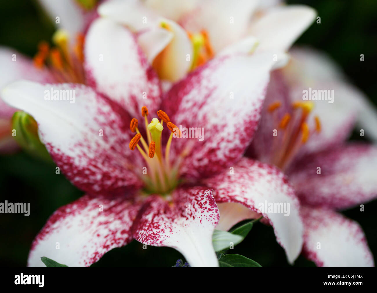 Red and pink speckled Rose with yellow center with soft focus dark ...