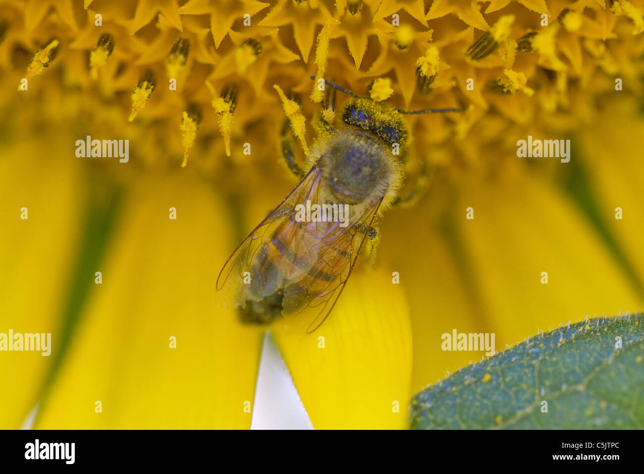 Film petal pollen pollination hi-res stock photography and images - Alamy