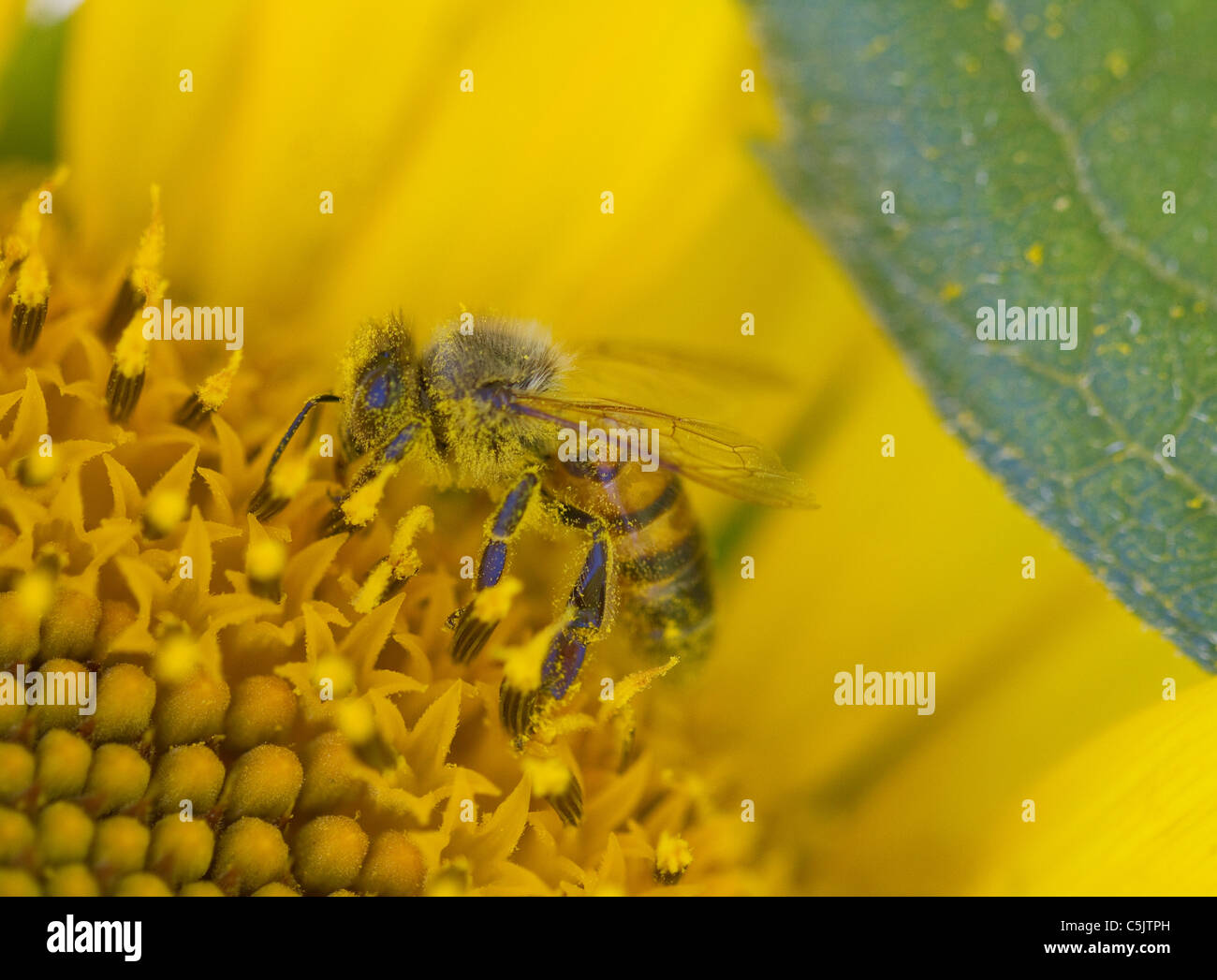 Closeup of a pollen-covered bee on a sunflower in Dixon, Solano County ...