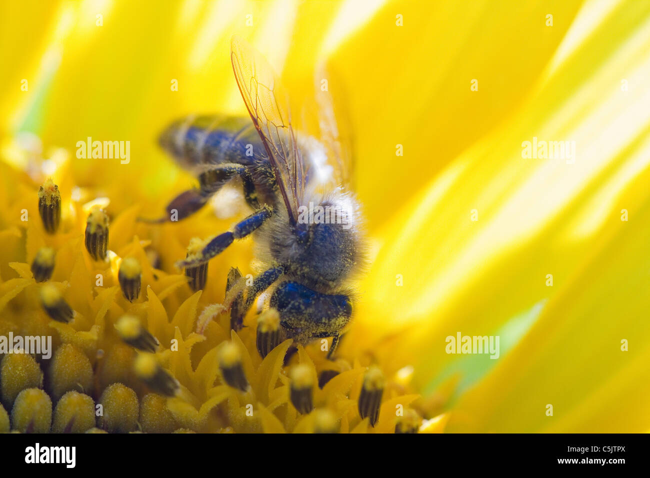 Closeup of a pollen-covered bee on a sunflower in Dixon, Solano County ...