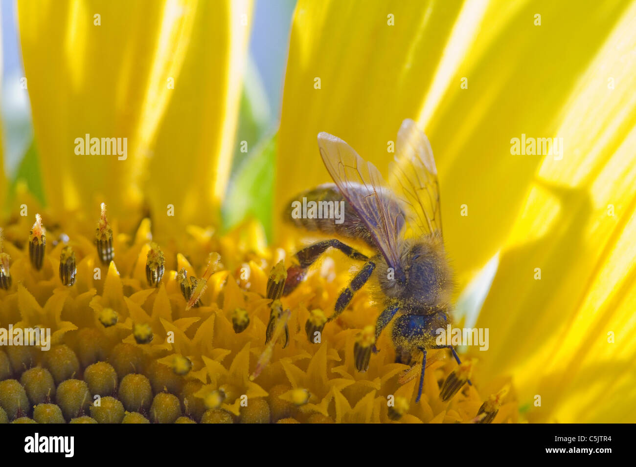 Closeup of a pollen-covered bee on a sunflower in Dixon, Solano County ...