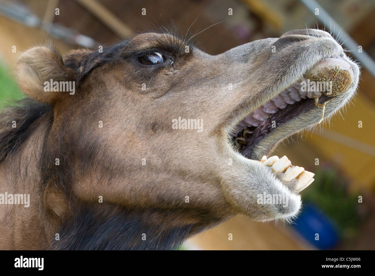 Arabian camel spit hi-res stock photography and images - Alamy