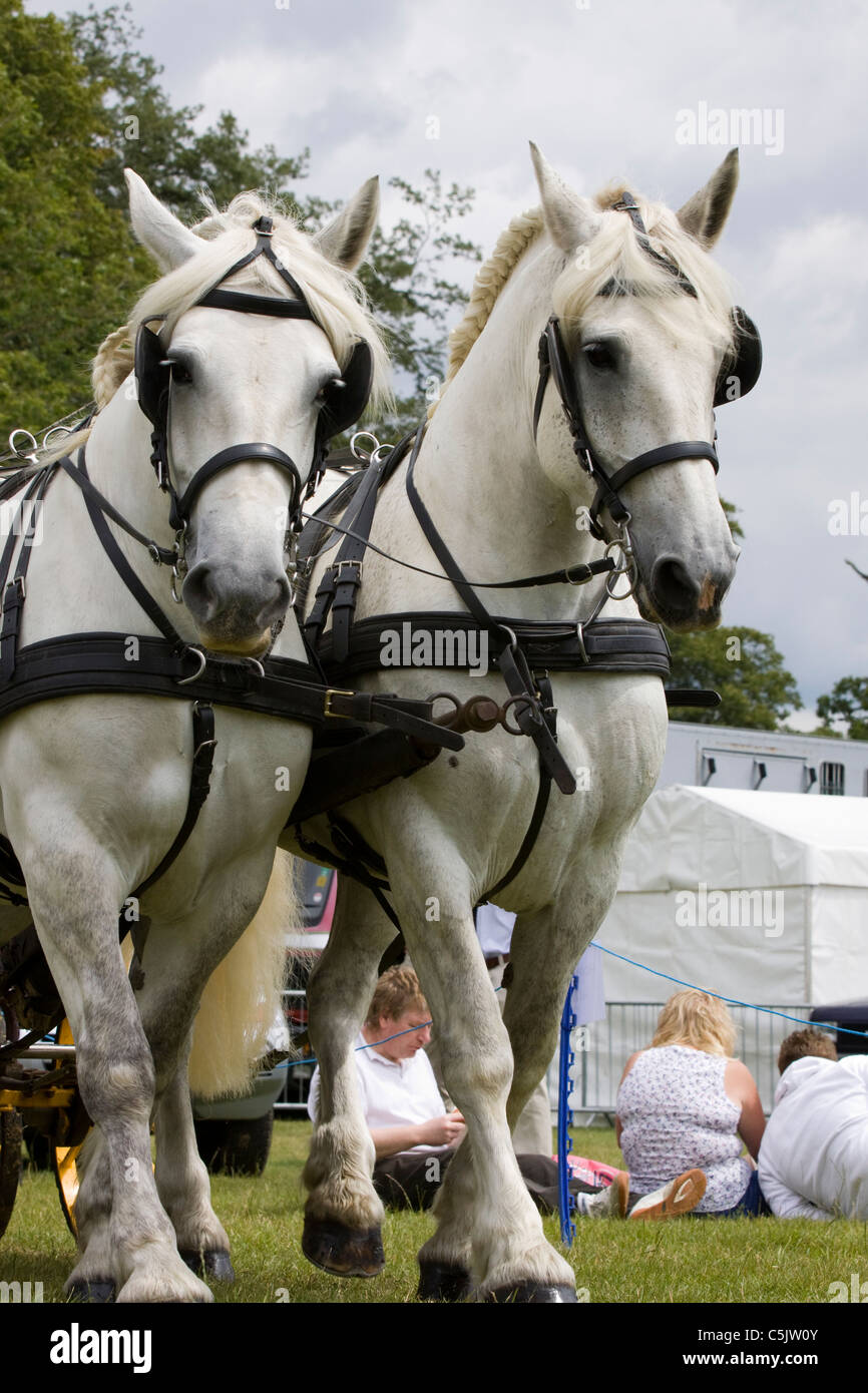 Percheron breed of draft horses that originated in the Perche valley in northern France ...