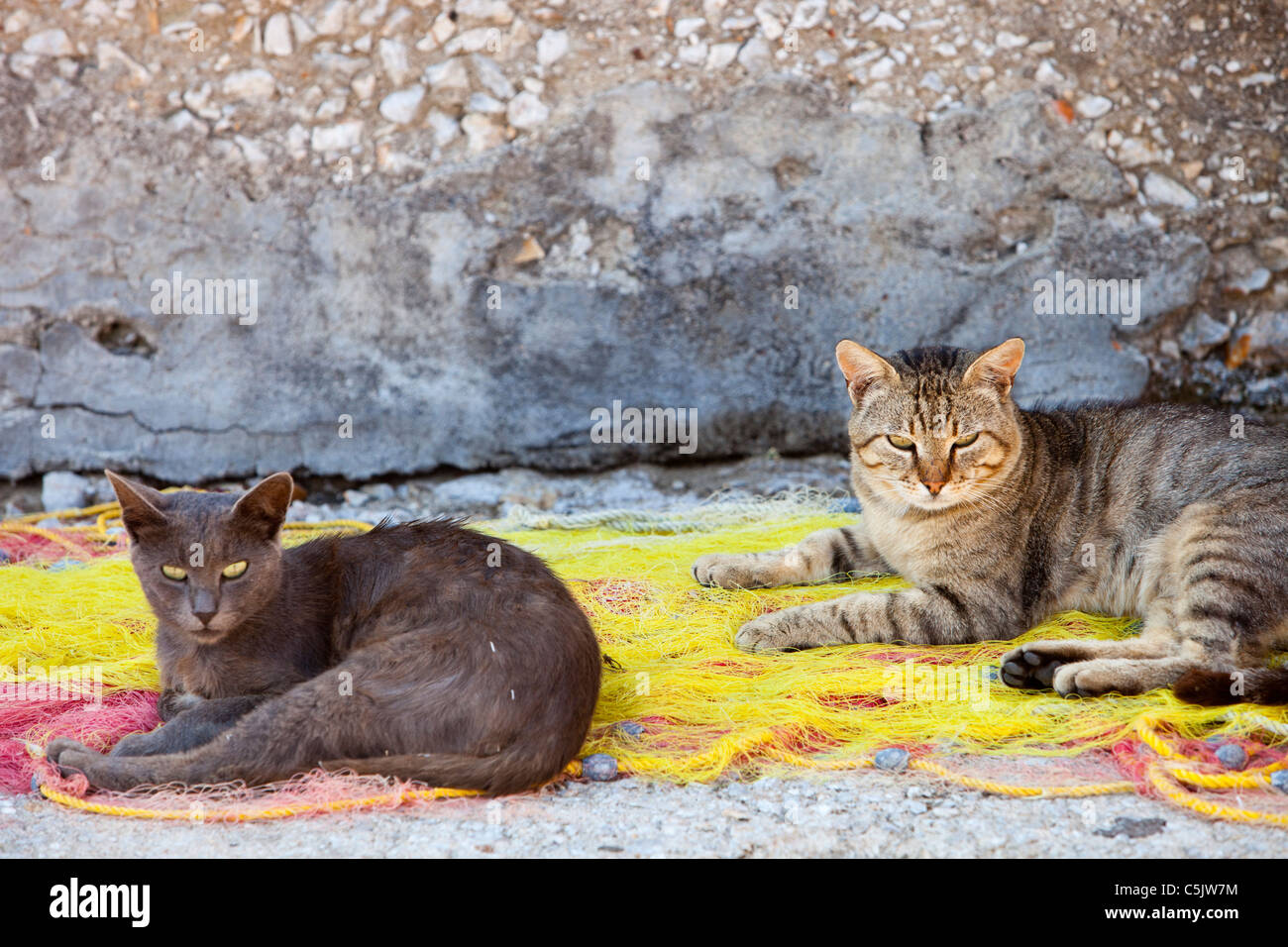 Feral cats net hi-res stock photography and images - Alamy