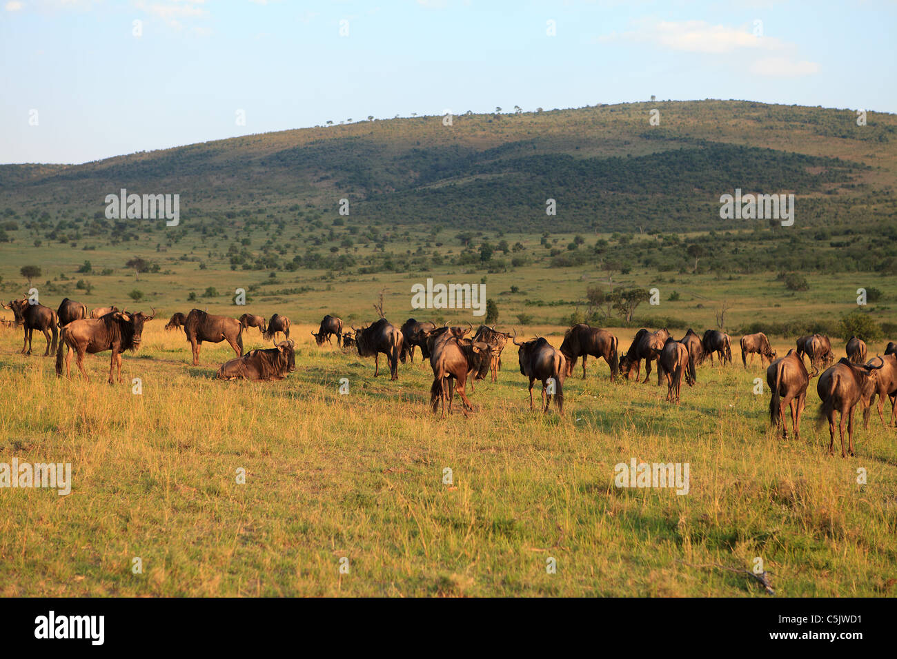 Red wildebeest hi-res stock photography and images - Alamy