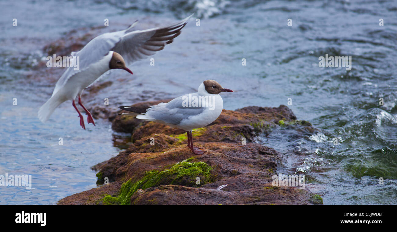 A seagull is sitting on a rock with the sea hi-res stock photography ...