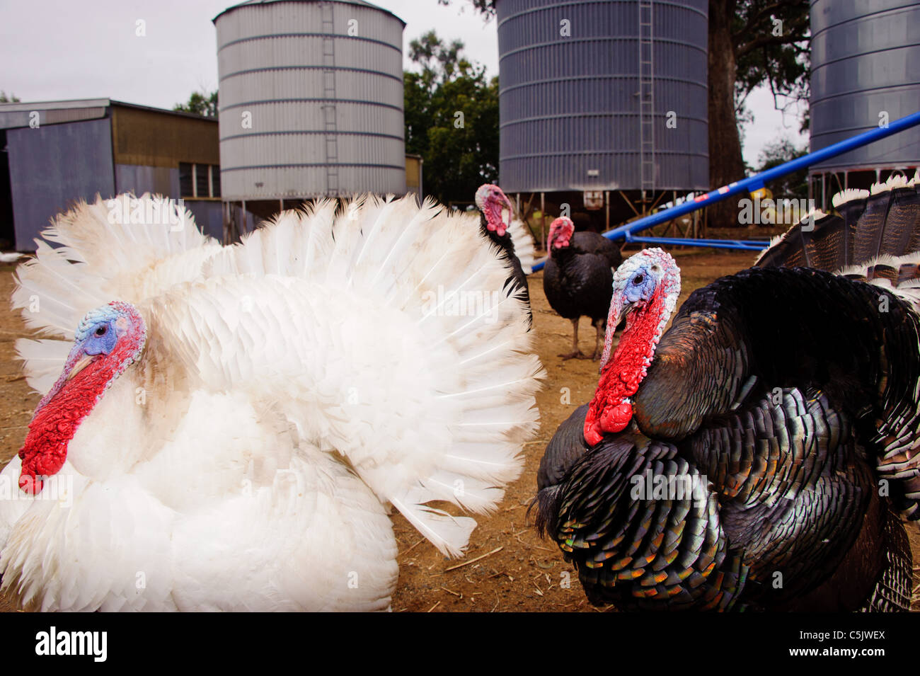 Turkeys in the farmyard Stock Photo - Alamy