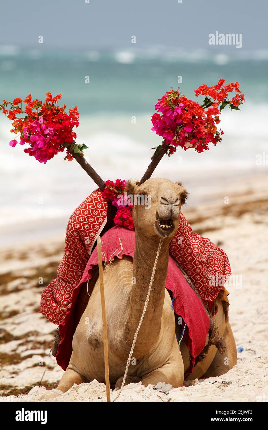 closeup of camel on beach in Kenya Stock Photo - Alamy