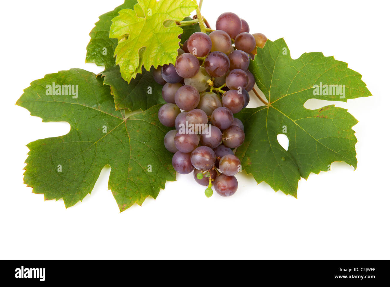 cluster of blue grapes out of own garden with leaves isolated on white ...