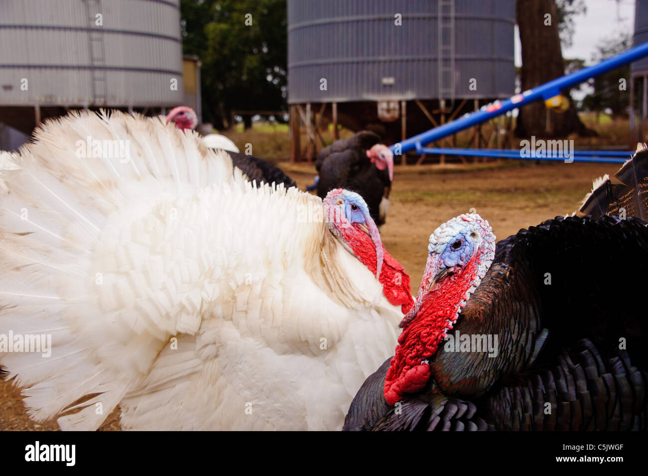 Turkeys in the farmyard Stock Photo - Alamy