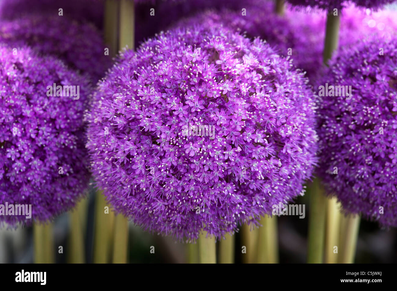 What Size Are The Flowers Of Allium Giganteum at Lewis Skelly blog