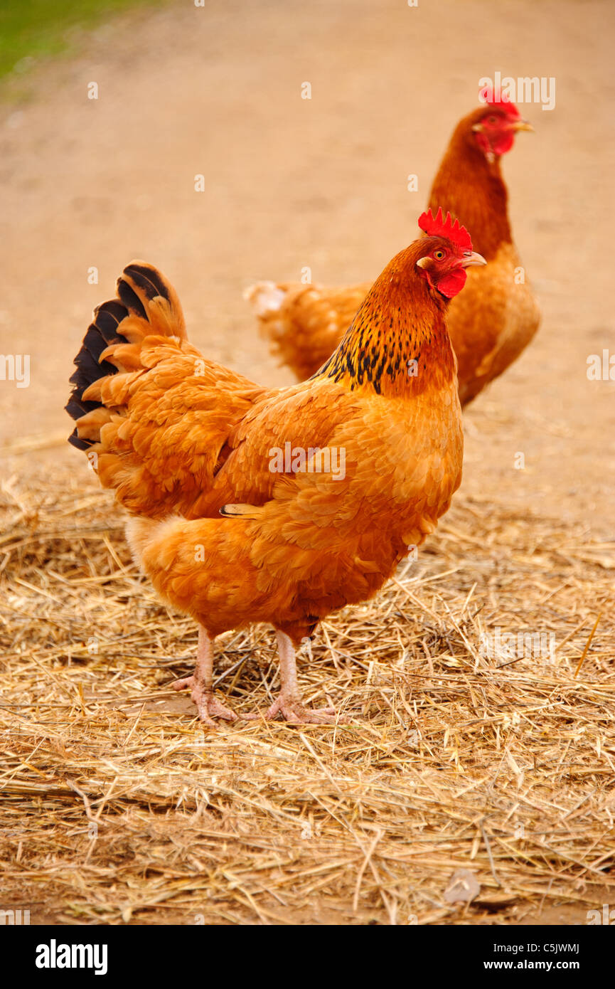 Farm yard chickens hi-res stock photography and images - Alamy