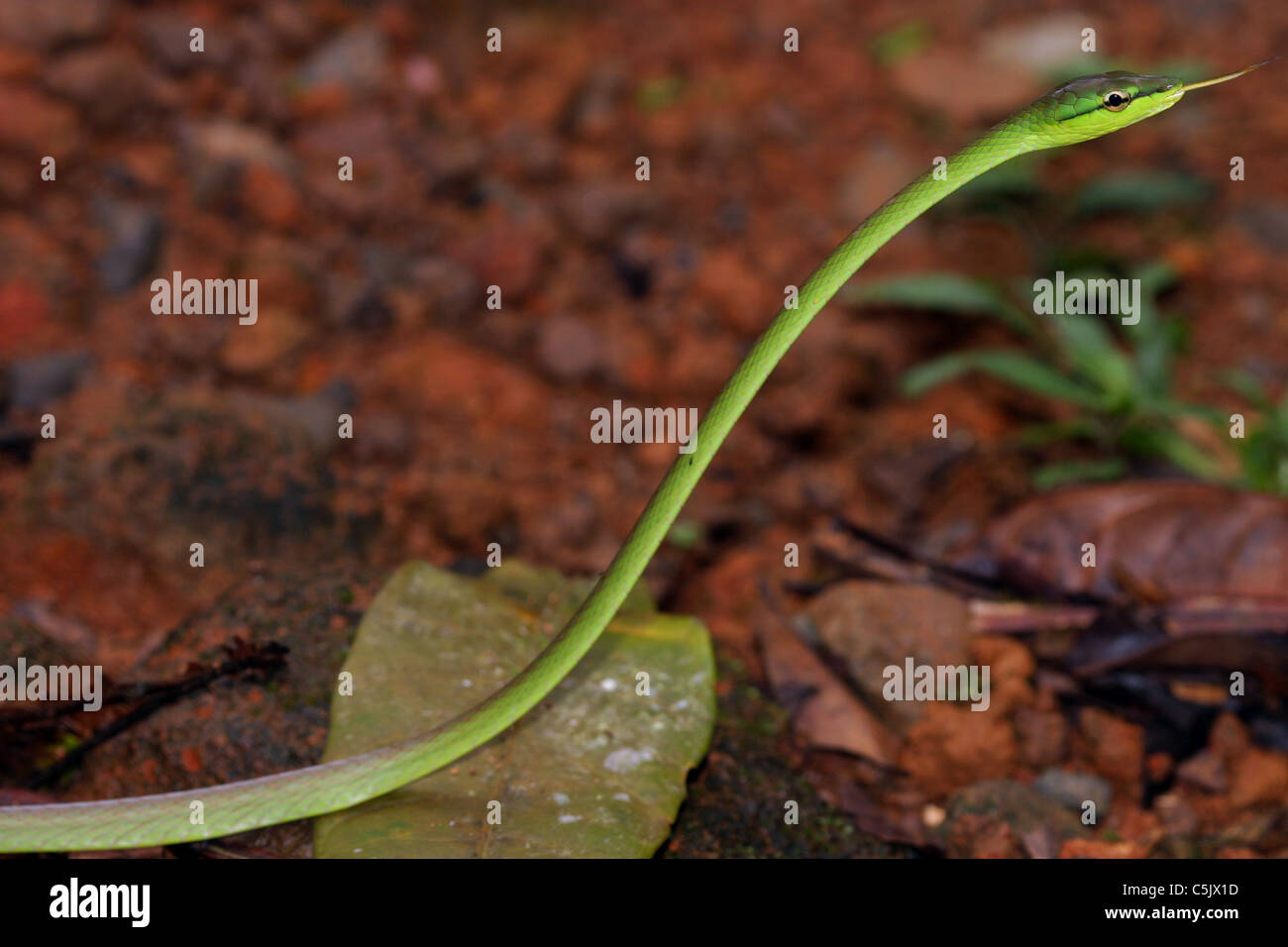 Parrot snake, Leptophis ahaetulla, Costa Rica Stock Photo - Alamy