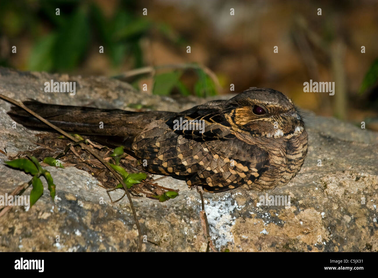 Rufous Nightjar, Caprimulgus rufus, Mexico Stock Photo - Alamy