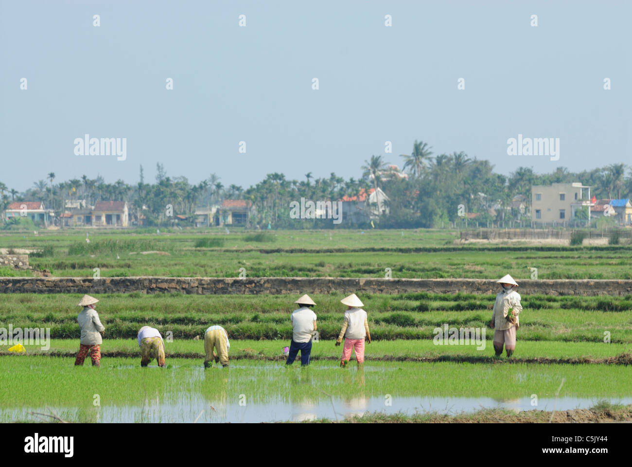 Nr hoi an rice field hi-res stock photography and images - Alamy