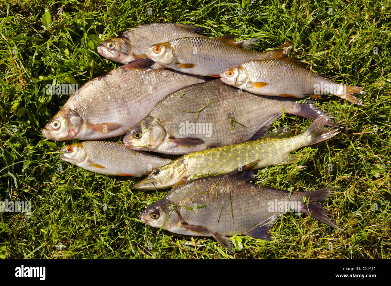 Jackfish lake hi-res stock photography and images - Alamy